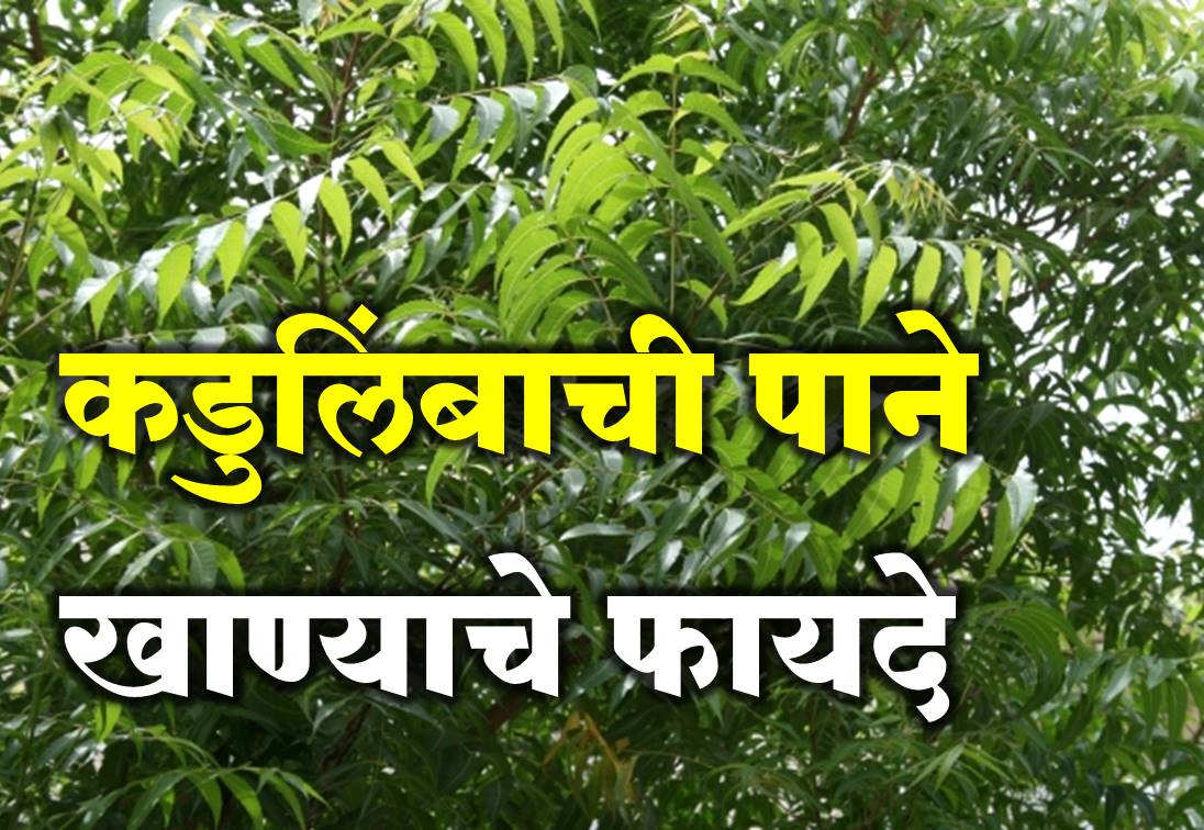 कडुलिंबाची पाने खाण्याचे फायदे Benefits of eating neem leaves - Krushi ...